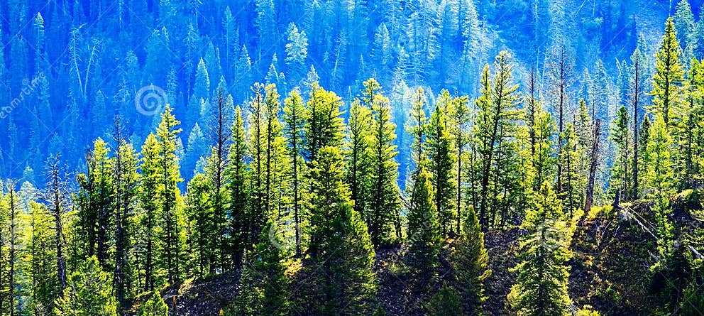 Pine Tree Forest in Mountains on Ridgeline Stock Image - Image of ...