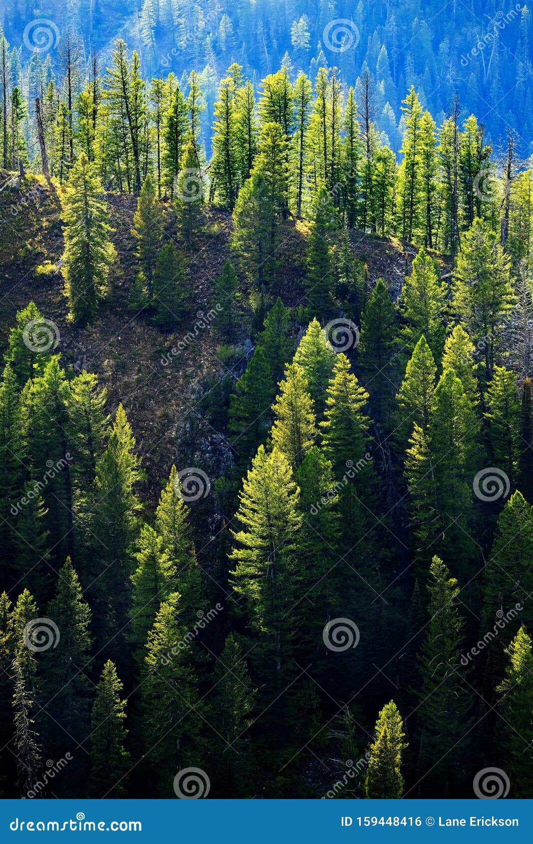 Pine Tree Forest in Mountains on Ridgeline Stock Photo - Image of flora ...