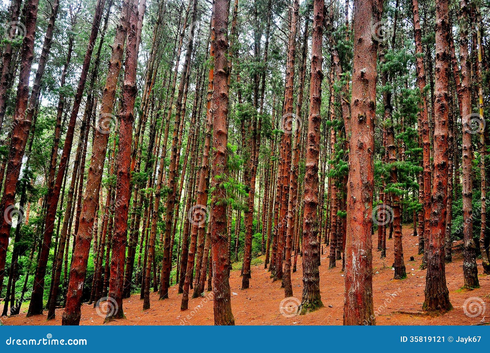 158 Ooty Pine Forest Stock Photos - Free & Royalty-Free Stock Photos ...