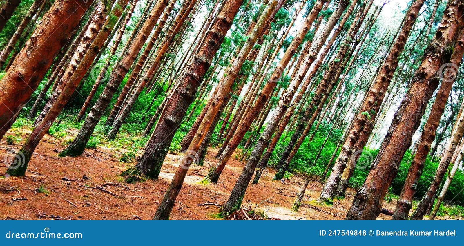 Pine Tree Forest, Ooty, Tamilnadu. Stock Photo - Image of trunk ...