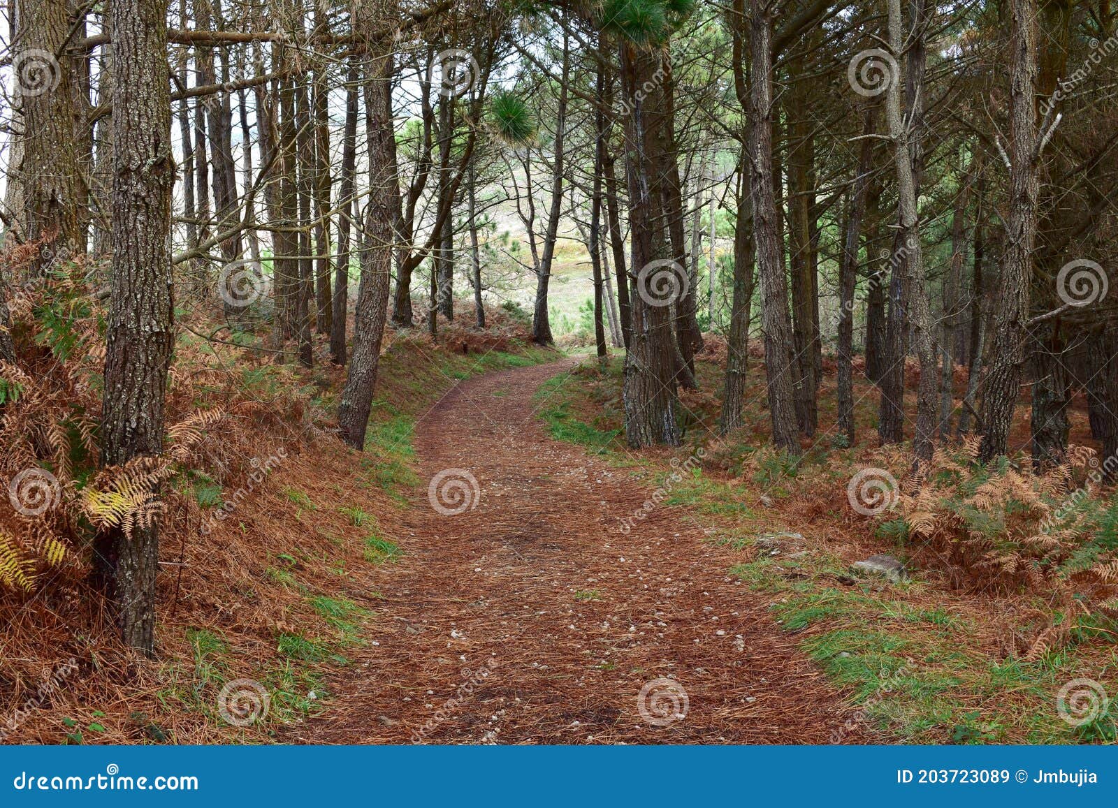 Pine Tree Forest with Path Covered with Needles. Stock Image - Image of ...