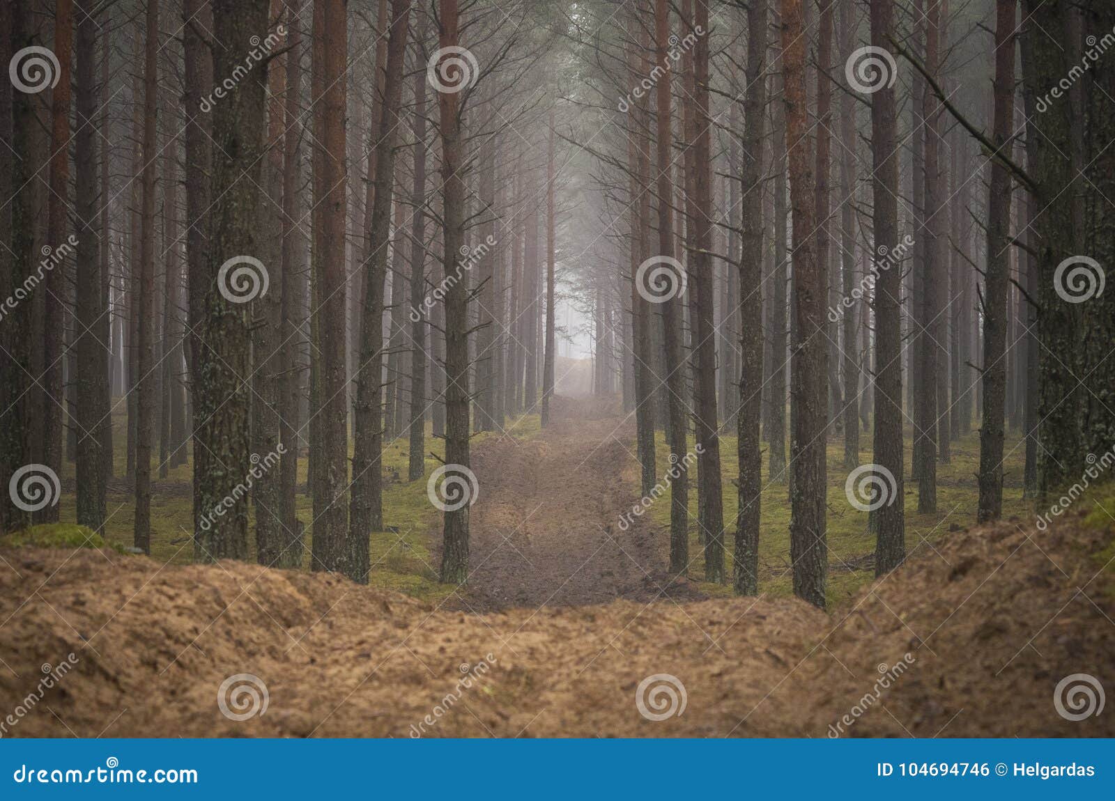 Pine tree forest stock photo. Image of dark, trees, autumn - 104694746
