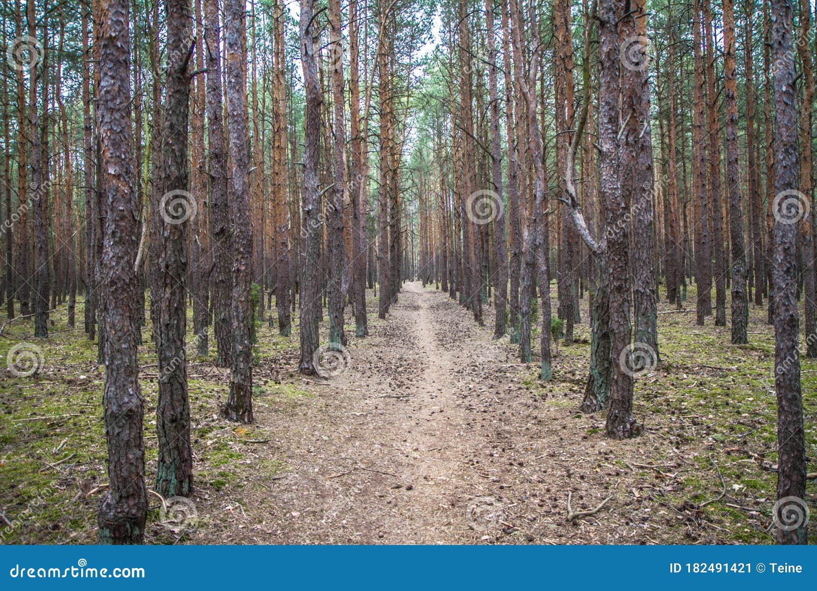 Pine tree forest stock image. Image of flora, evergreen - 182491421