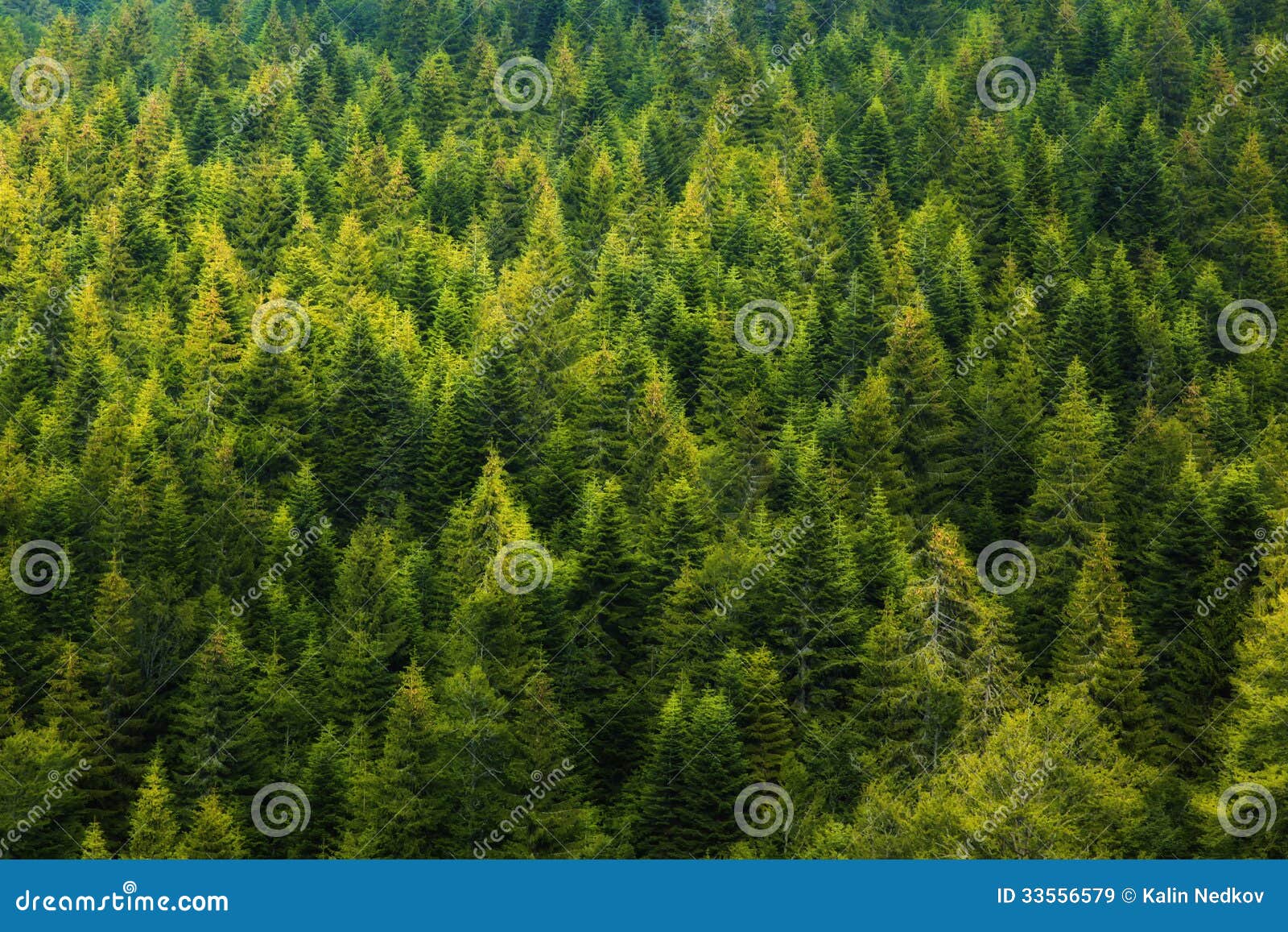 Pine Tree Forestry Exploitation. Stumps And Logs. Overexploitation ...
