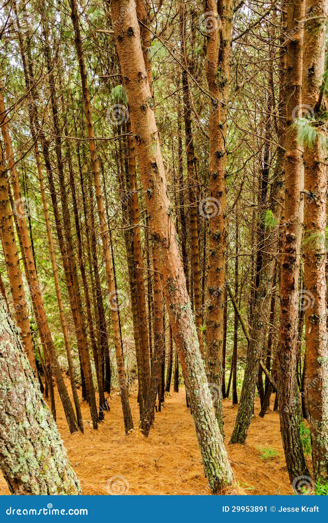 Pine Tree Forest stock image. Image of woodland, colombia - 29953891