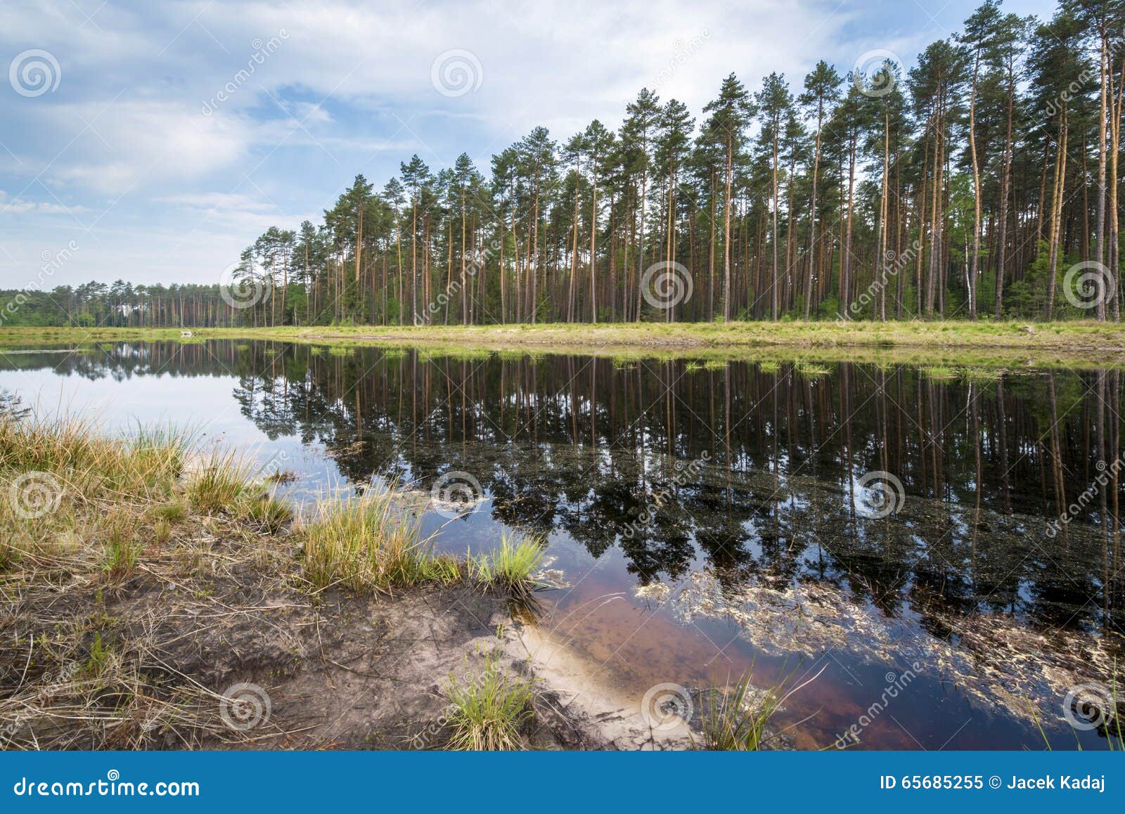 Pine Tree in the Forest, Poland Stock Image - Image of green ...