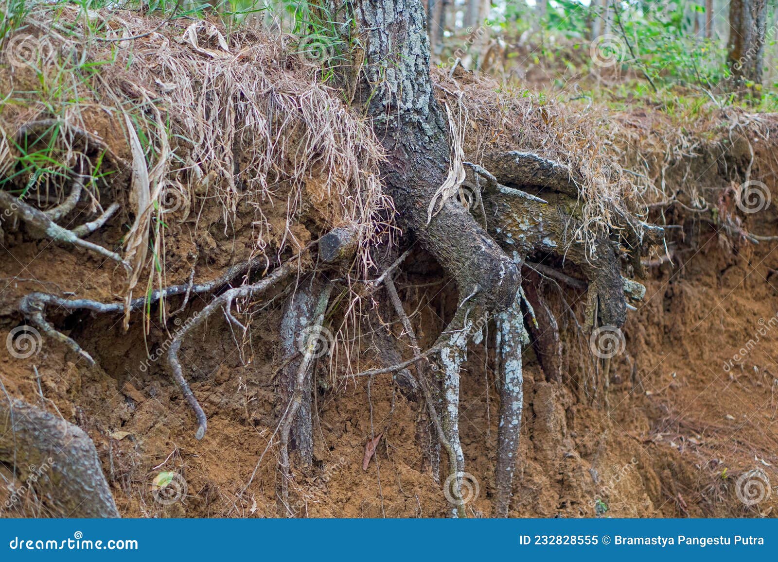 Pine Tree Forest. Pine Resin Industry. Pine Resin Container. Stock ...