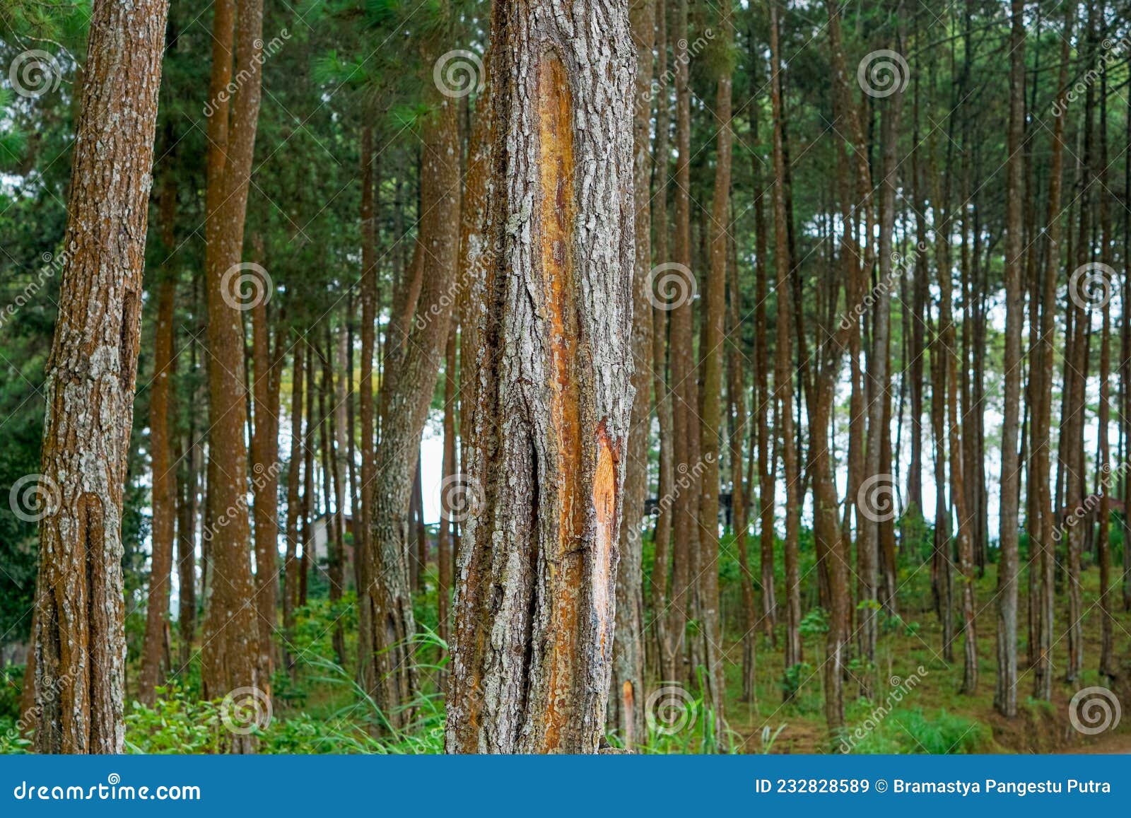 Pine Tree Forest. Pine Resin Industry. Pine Resin Container. Stock ...