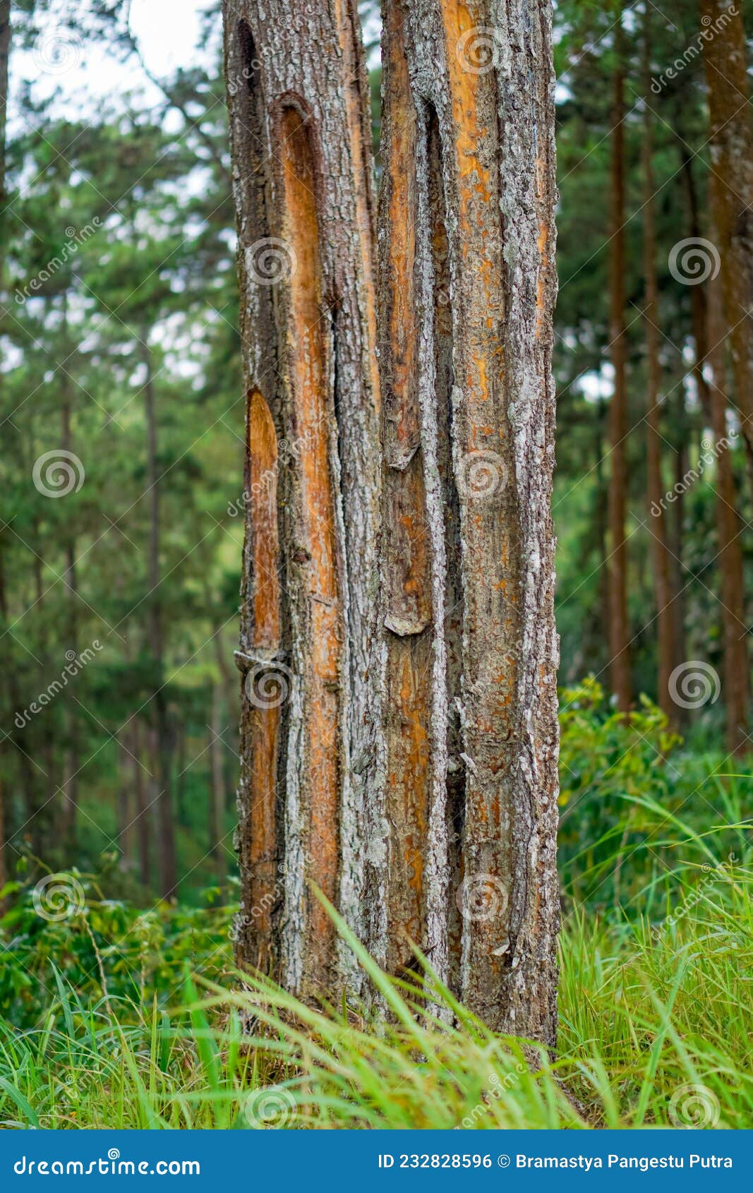 Pine Tree Forest. Pine Resin Industry. Pine Resin Container. Stock ...