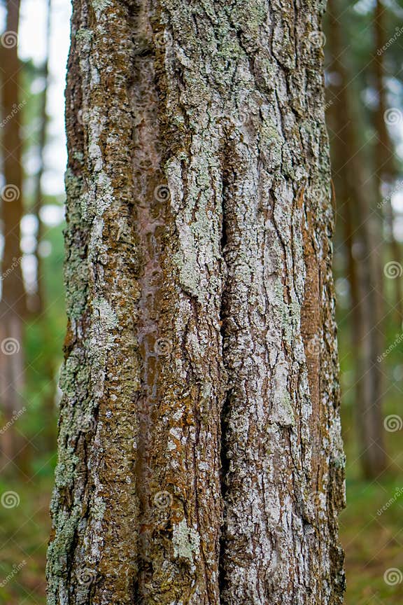 Pine Tree Forest. Pine Resin Industry. Pine Resin Container. Stock ...