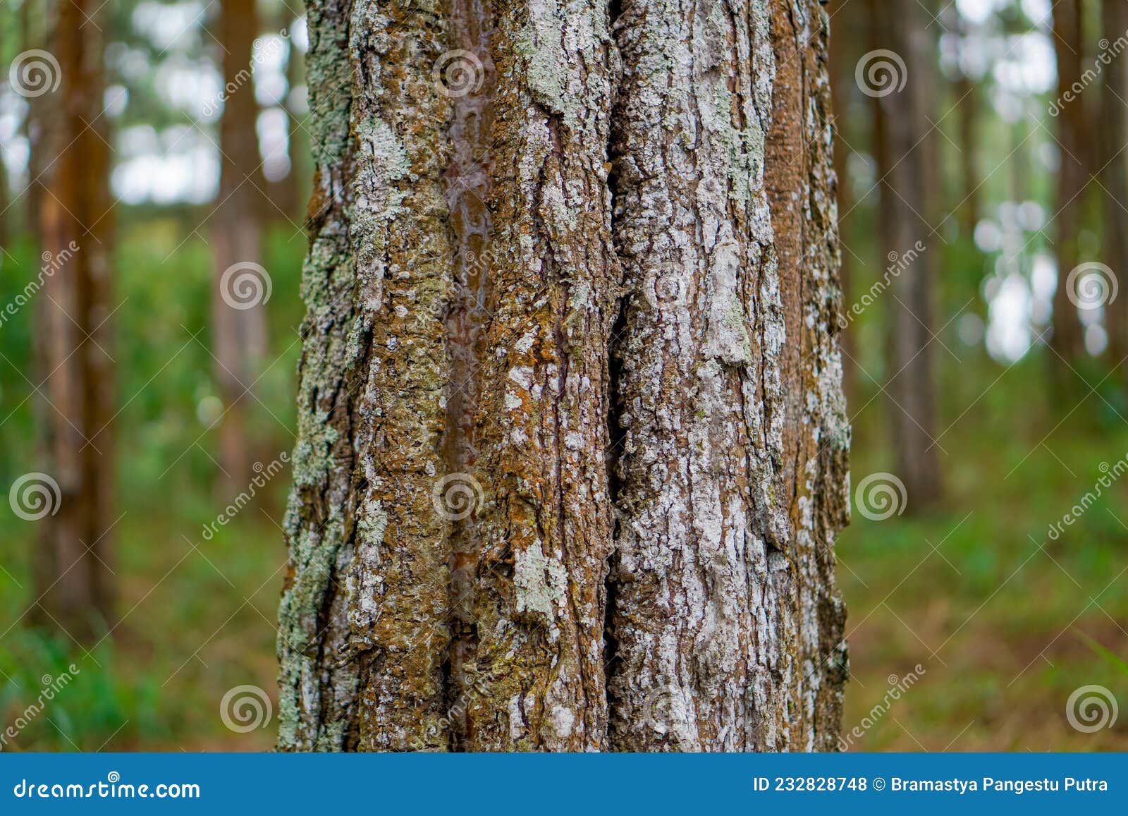 Pine Tree Forest. Pine Resin Industry. Pine Resin Container. Stock ...