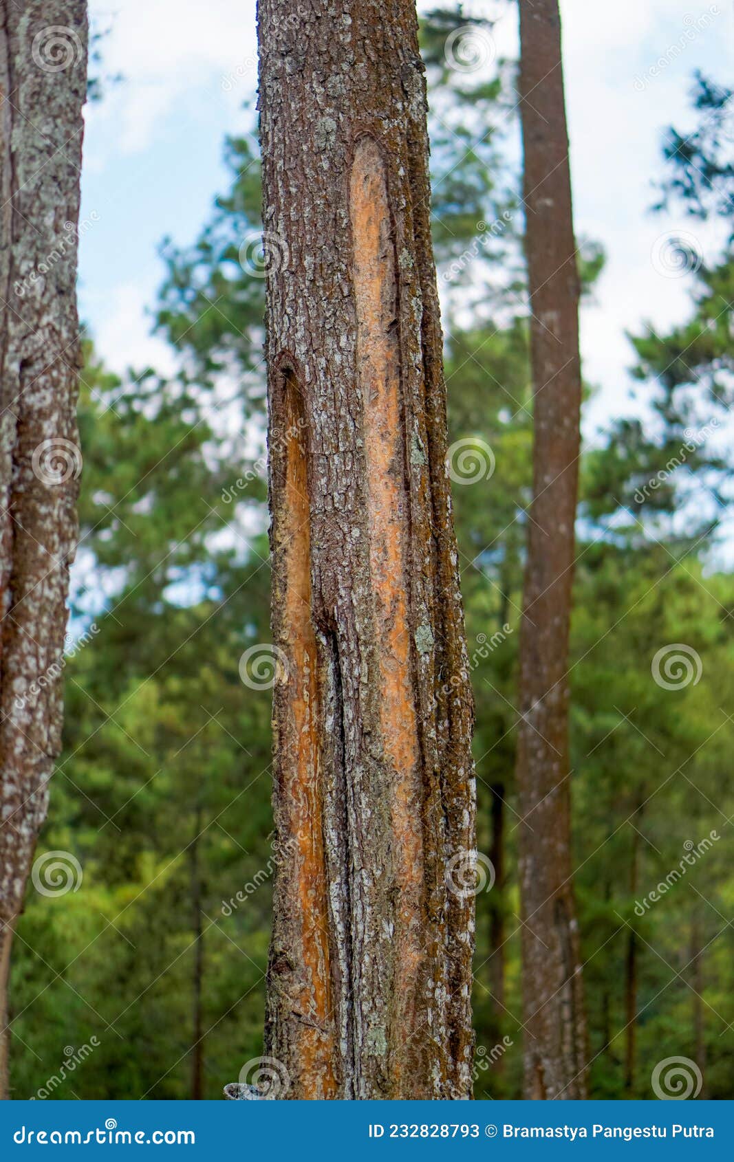 Pine Tree Forest. Pine Resin Industry. Pine Resin Container. Stock ...