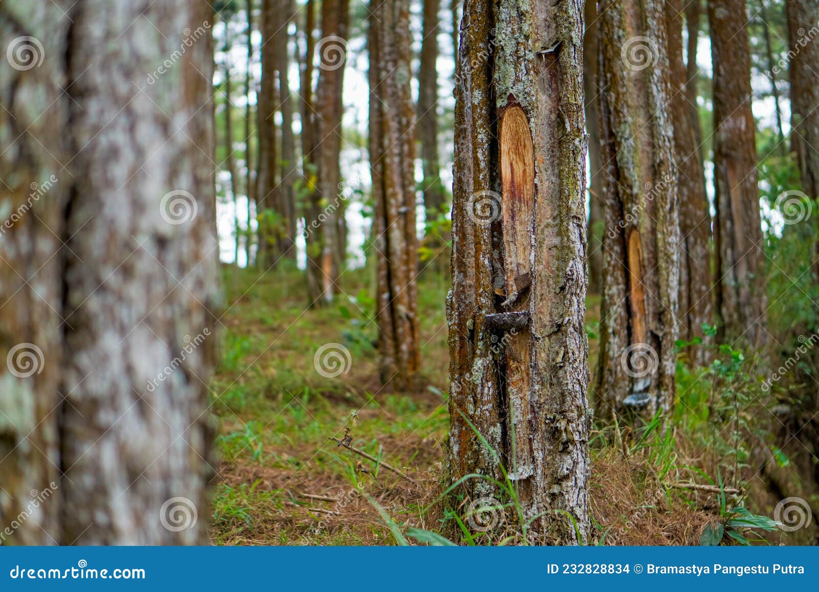 Pine Tree Forest. Pine Resin Industry. Pine Resin Container. Stock ...