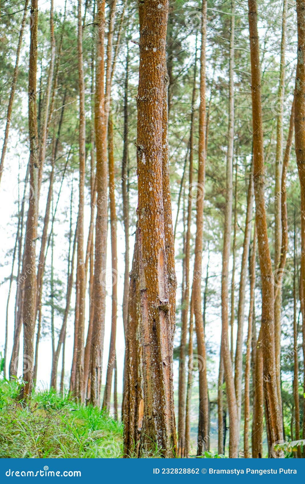 Pine Tree Forest. Pine Resin Industry. Pine Resin Container. Stock ...