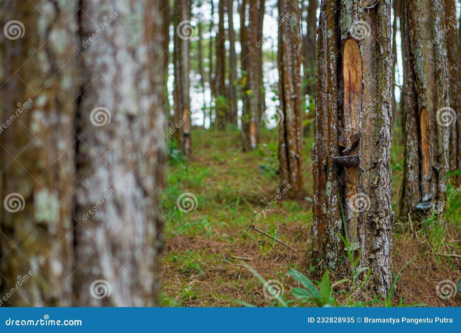 Pine Tree Forest. Pine Resin Industry. Pine Resin Container. Stock ...