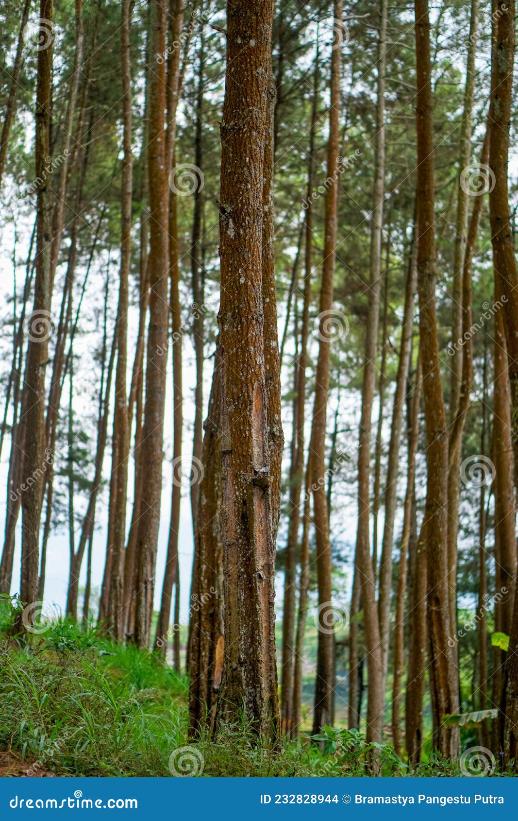 Pine Tree Forest. Pine Resin Industry. Pine Resin Container. Stock ...