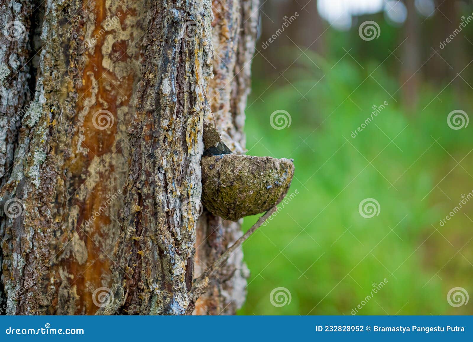 Pine Tree Forest. Pine Resin Industry. Pine Resin Container. Stock ...