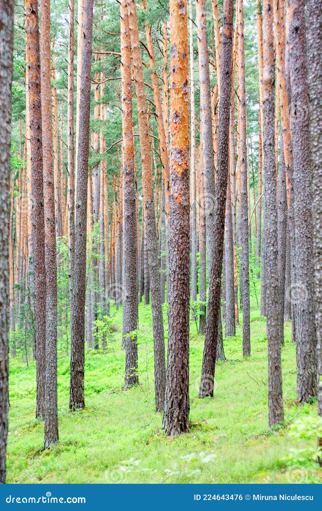 Pine Tree Forest in Riga, Latvia Stock Photo - Image of riga, warm ...