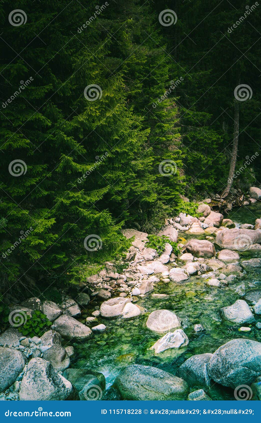 Pine Tree Forest River Flows through the Rocks. Beautiful Powerful ...