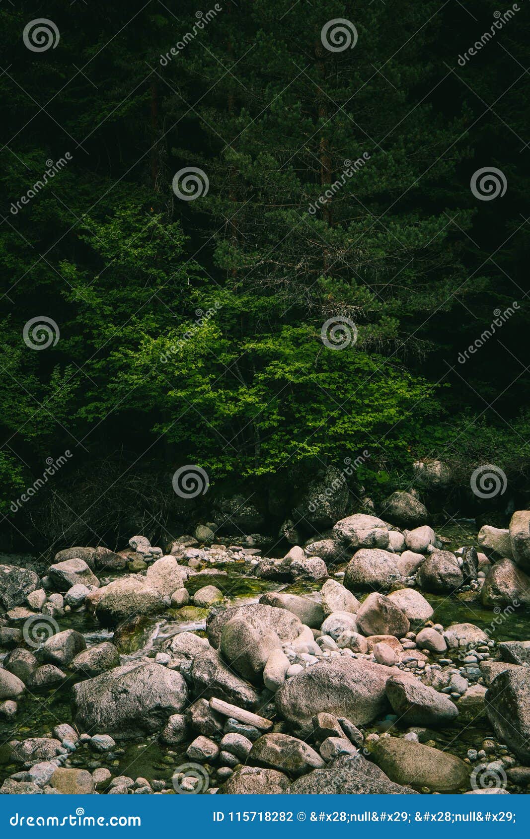 Pine Tree Forest River Flows through the Rocks. Beautiful Powerful ...