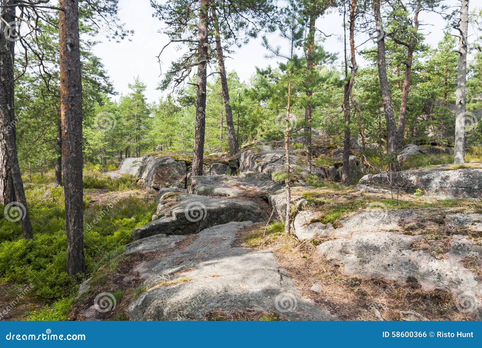 Pine tree forest and rocks stock photo. Image of tree - 58600366