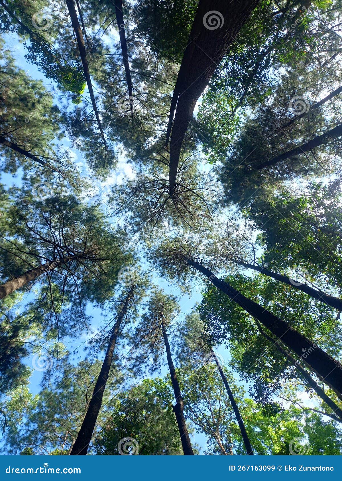 Pine Tree Forest with Sky View Stock Image - Image of woodland, forest ...