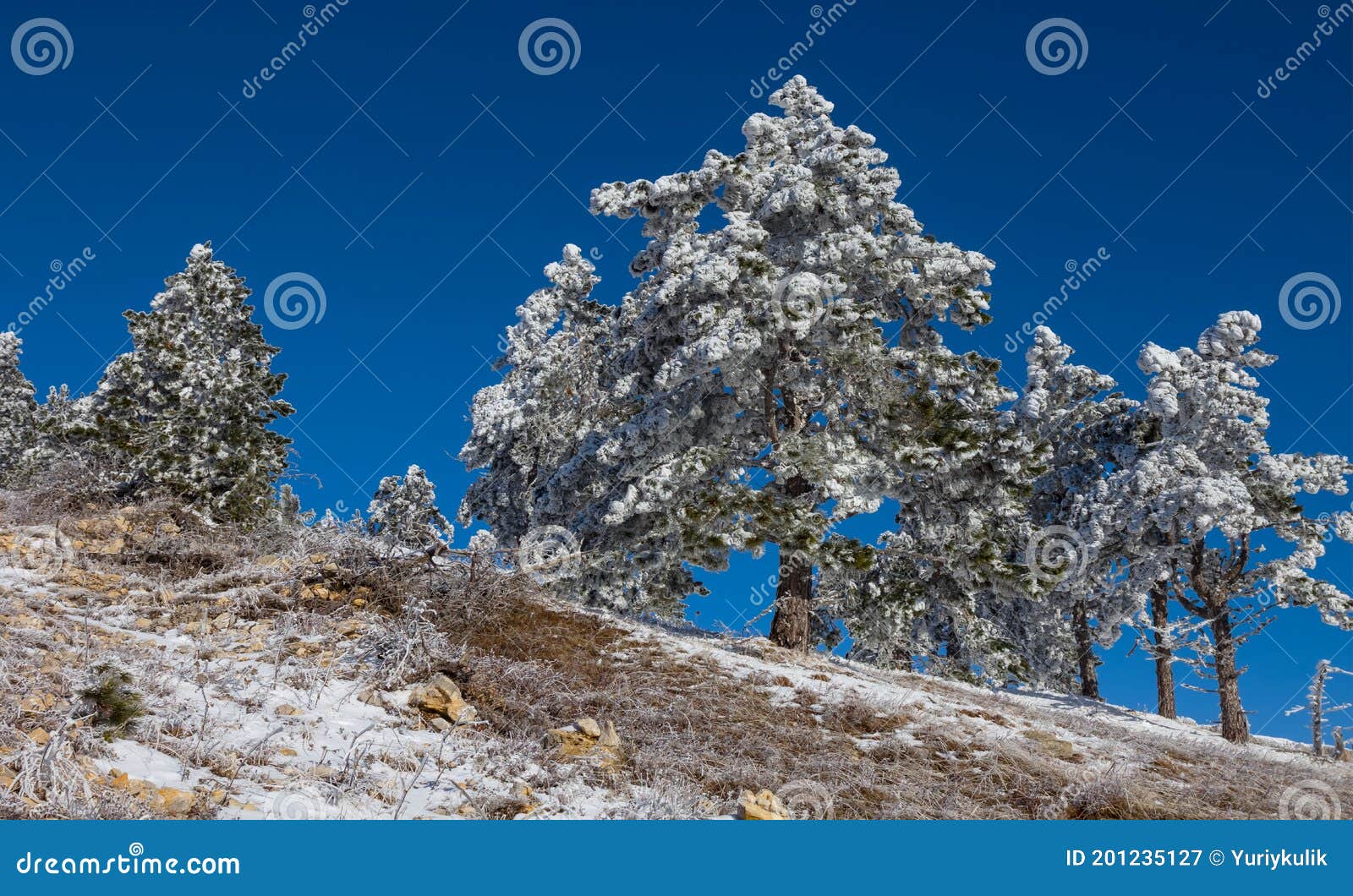 Pine tree forest in a snow stock image. Image of horizon - 201235127