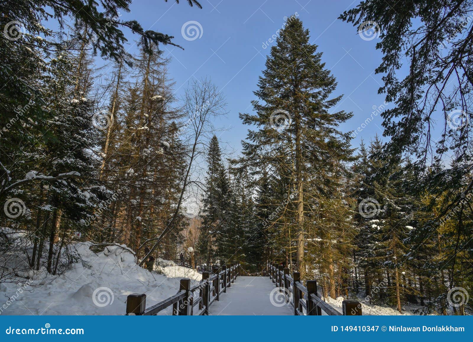 Pine tree forest in winter stock image. Image of powder - 149410347