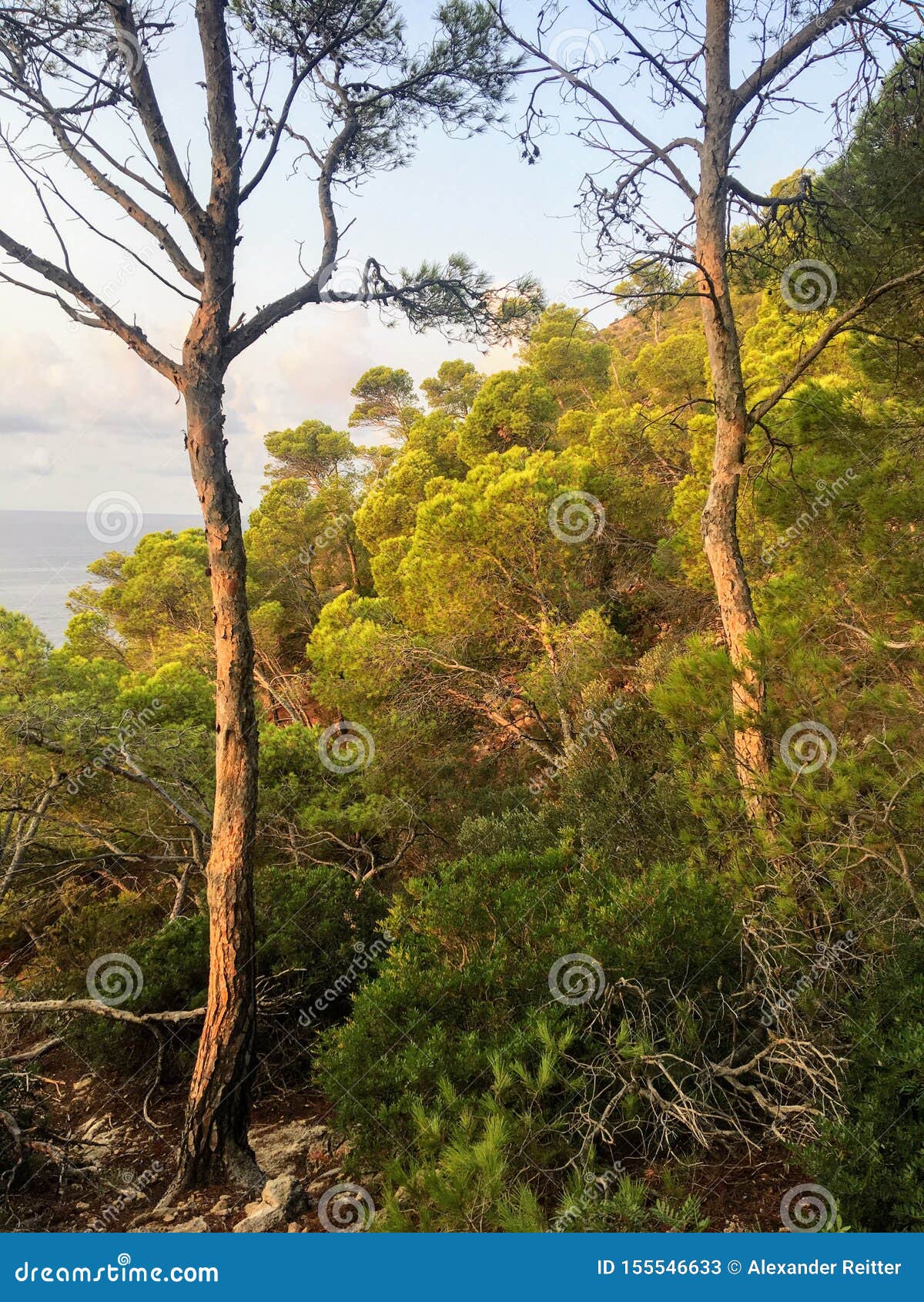 Pine Tree Forest on Spanish Island Mallorca Stock Image - Image of ...