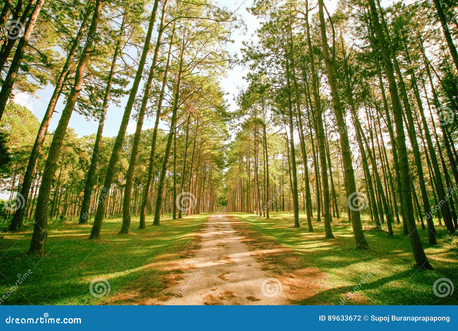 Pine Tree Forest at Spring Sunny Day. Pine Tree Road Way Tunnel Stock ...