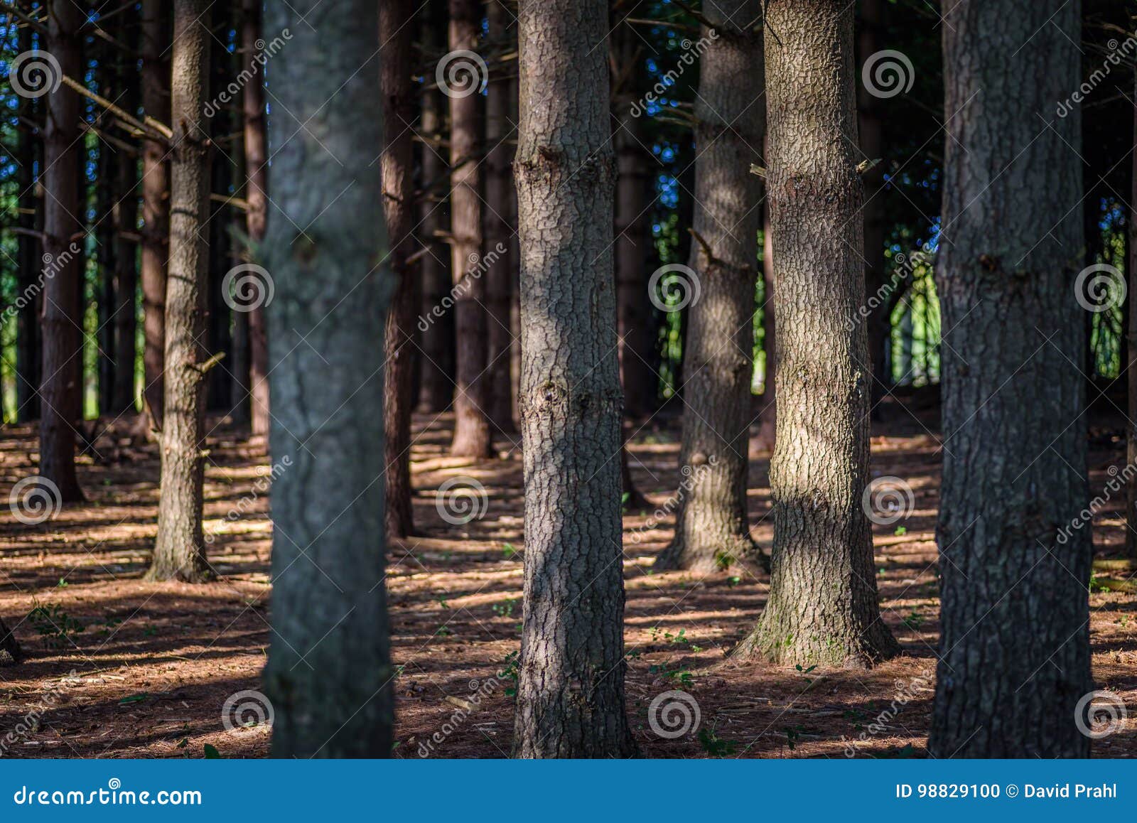 Pine Tree Forest with Sunlight and Shadows Stock Photo - Image of trunk ...