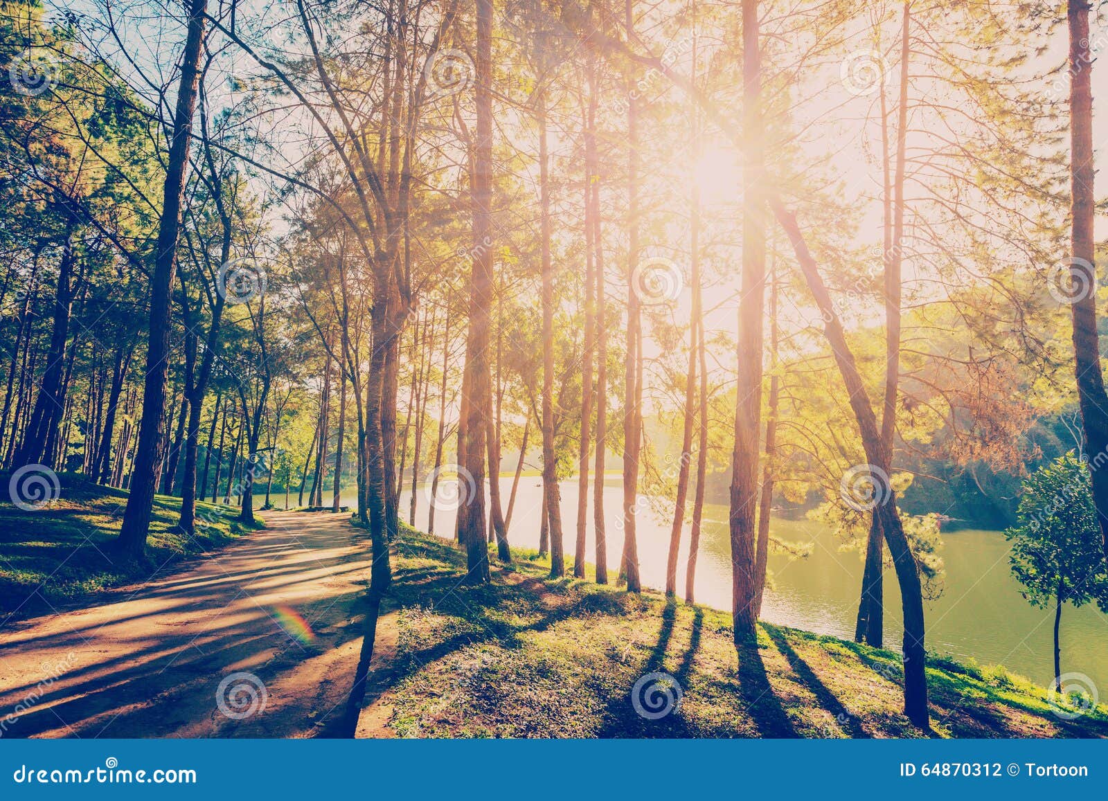 Pine Tree Forest with Sunlight and Shadows at Sunrise Stock Photo ...