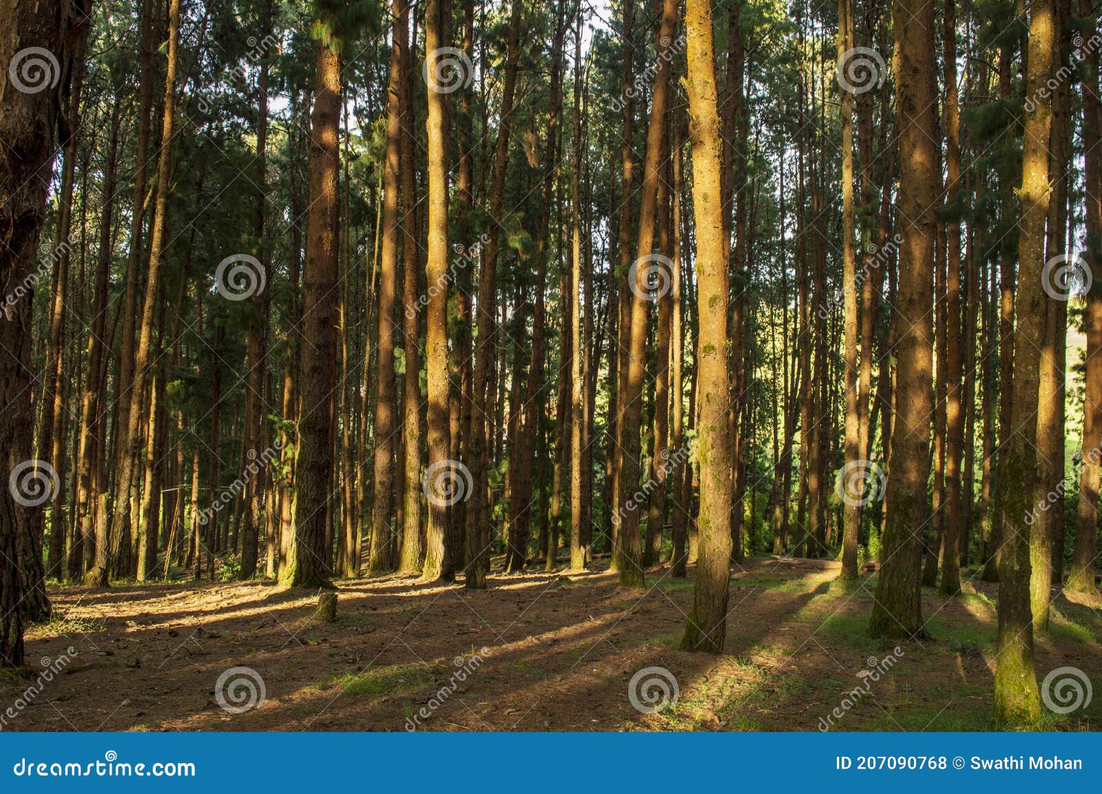 Pine Tree Forest during Sunrise in Ooty Stock Photo - Image of pine ...