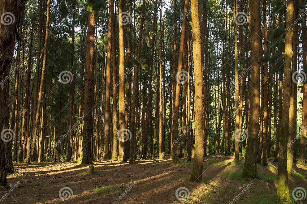 Pine Tree Forest during Sunrise in Ooty Stock Photo - Image of pine ...