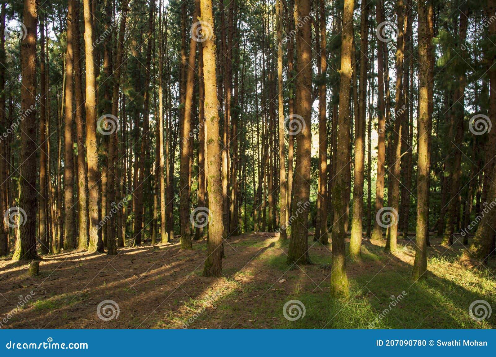 Pine Tree Forest during Sunrise in Ooty Stock Photo - Image of ...