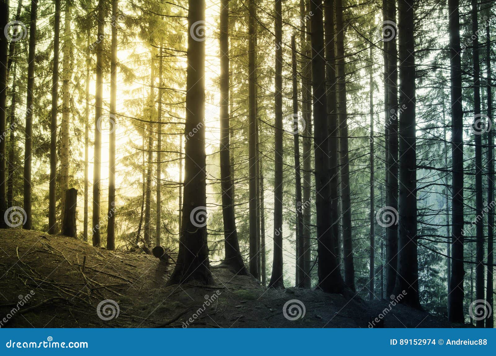 Pine tree forest at sunset stock photo. Image of canopy - 89152974