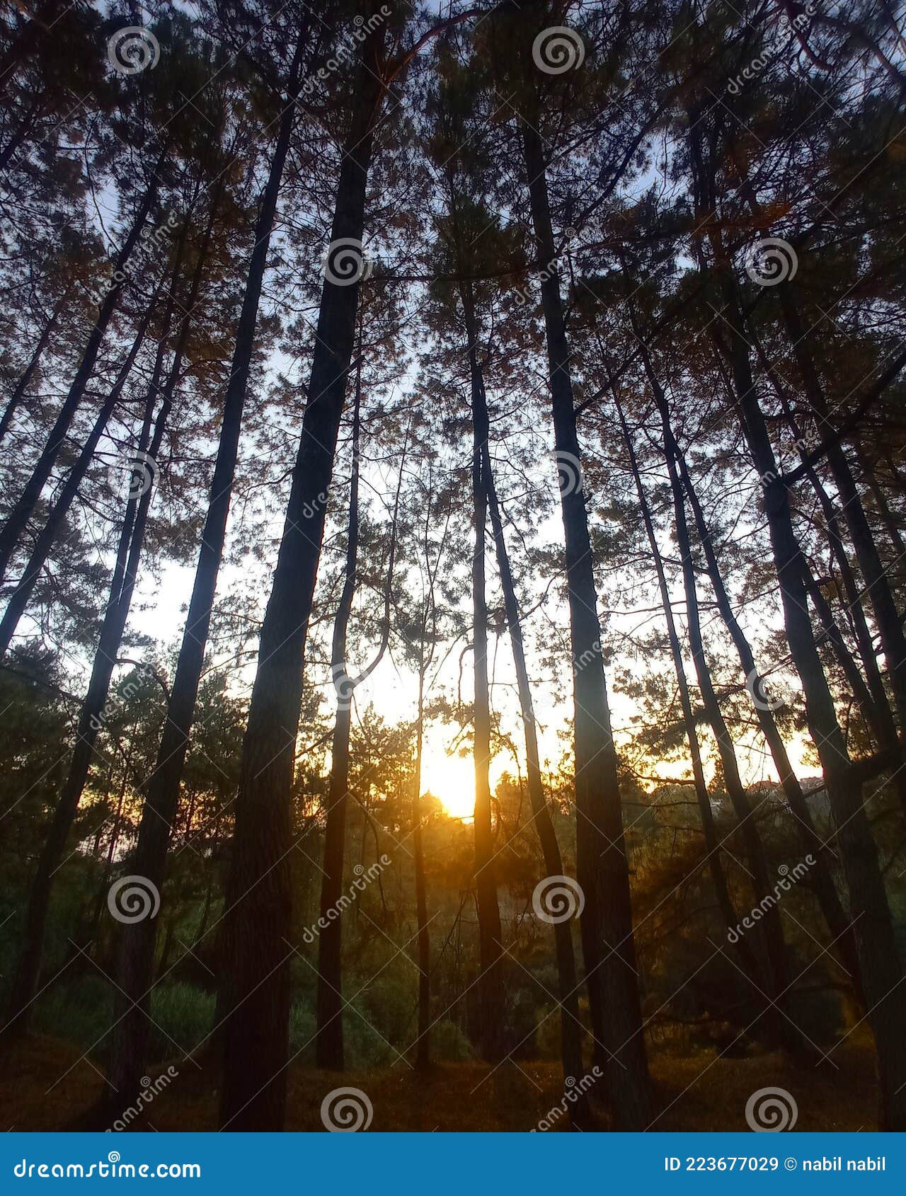 Pine tree forest at sunset stock image. Image of forest - 223677029