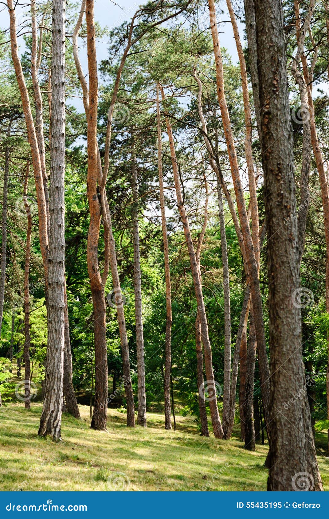 Pine tree forest stock image. Image of bark, coniferous - 55435195