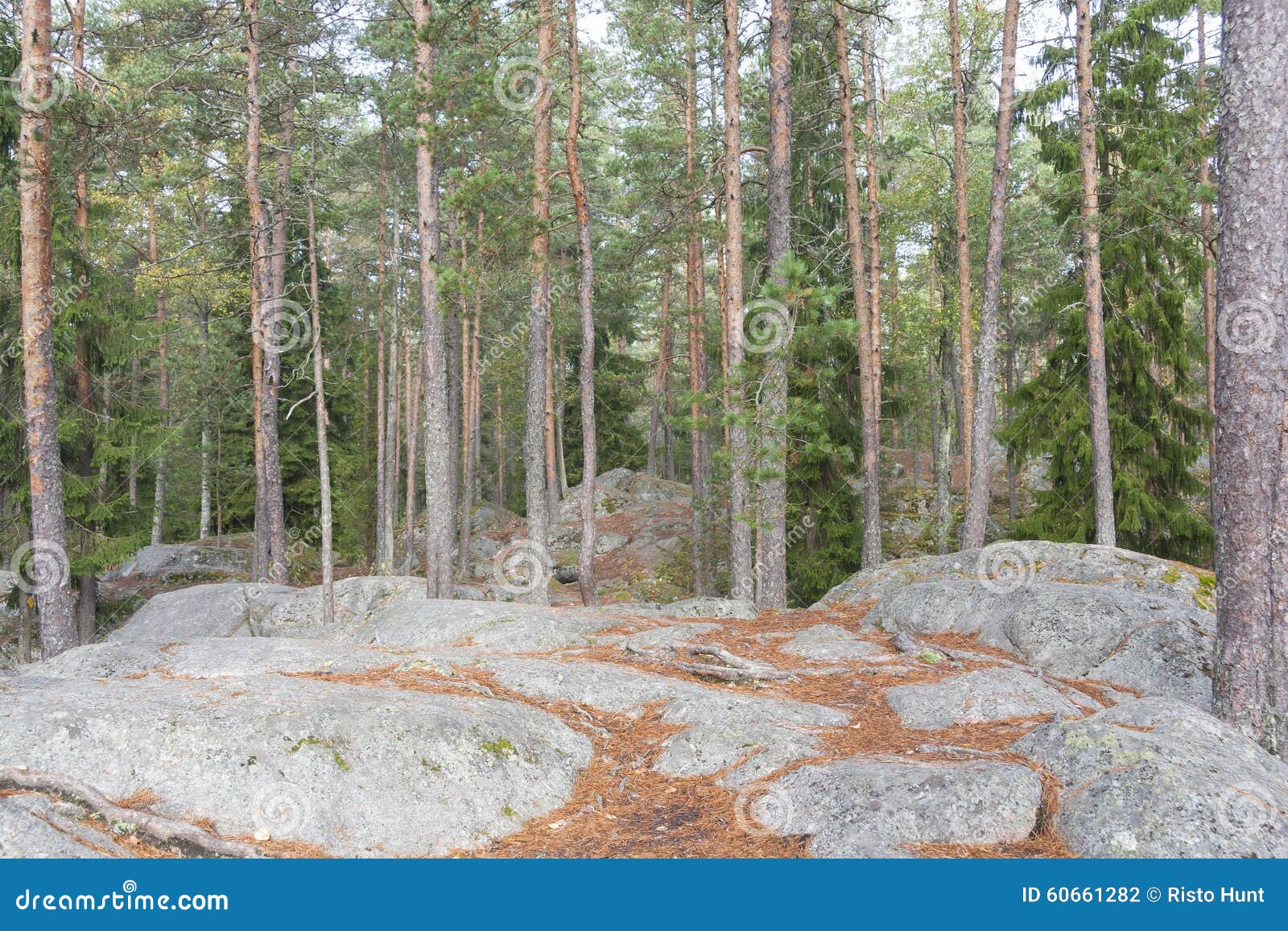 Pine Tree Forest on Top of Rocky Ground Stock Photo - Image of brown ...