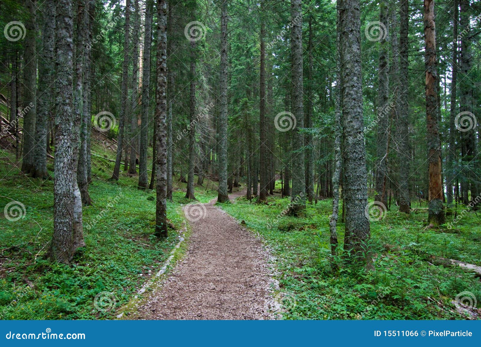 Pine tree forest trail stock photo. Image of walking - 15511066