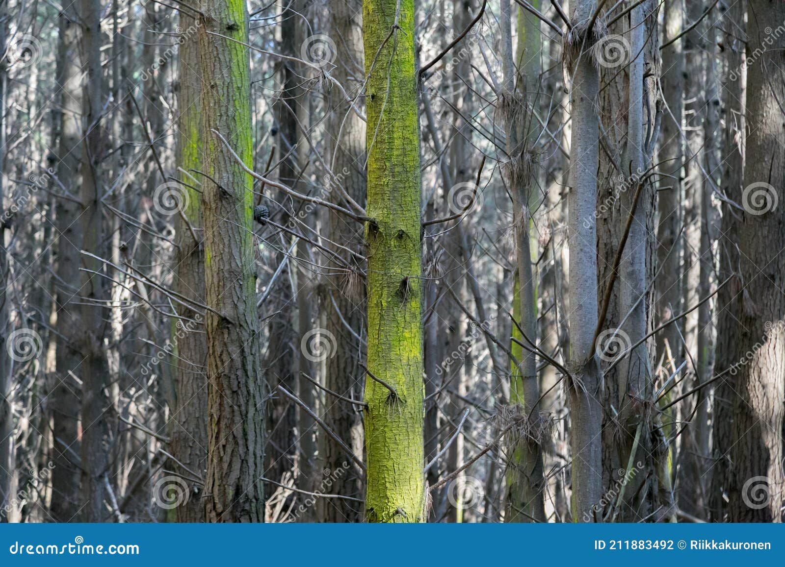 Close Up View of Pine Tree Forest Trunks Stock Photo - Image of view ...