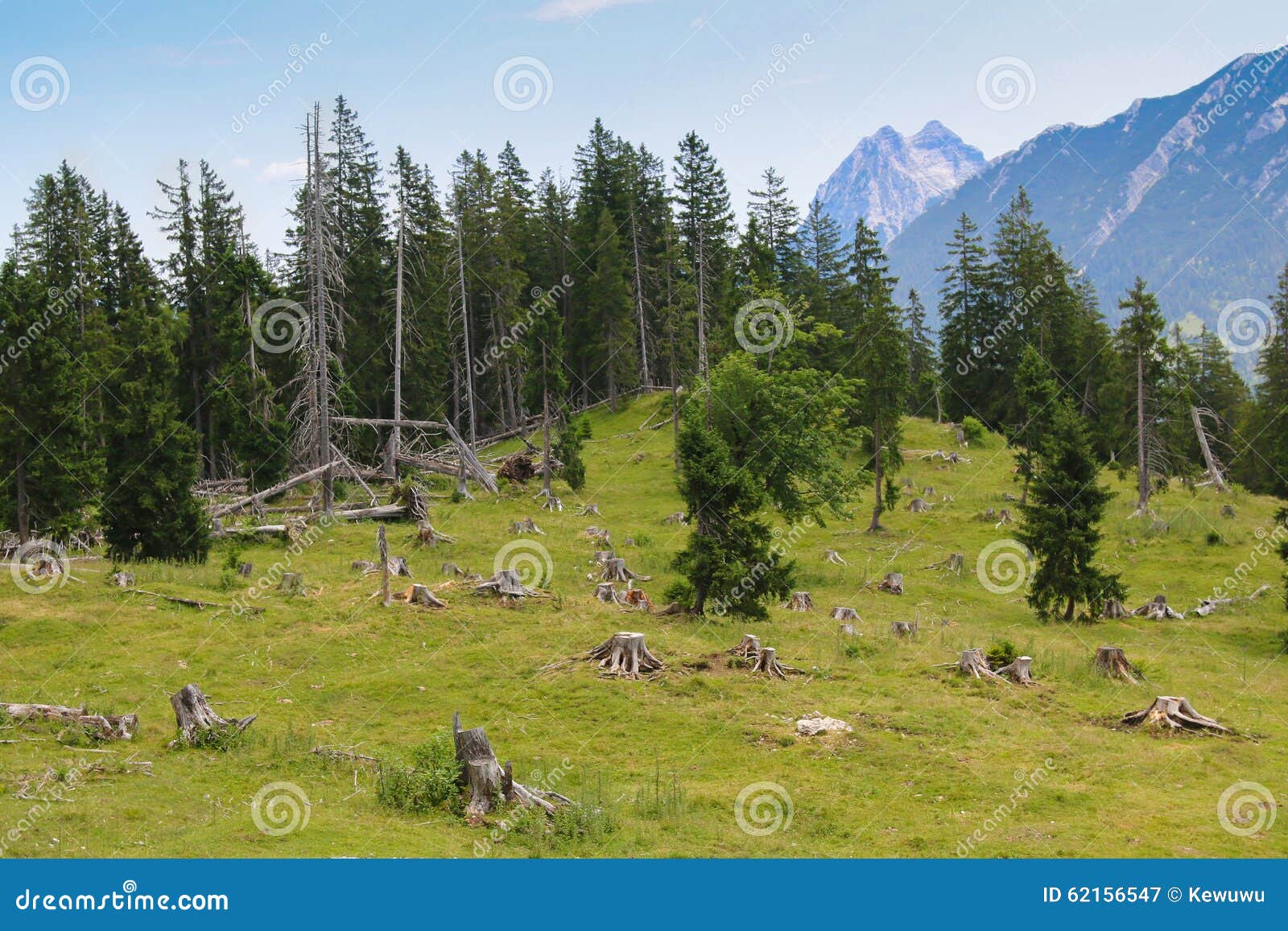 Pine Tree Forest with Trees Being Cut Down Stock Image - Image of ...