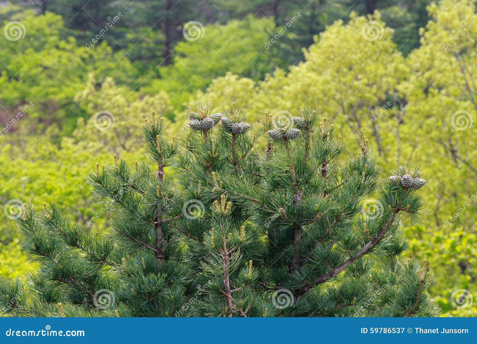 Pine tree in forest stock image. Image of outdoor, pine - 59786537