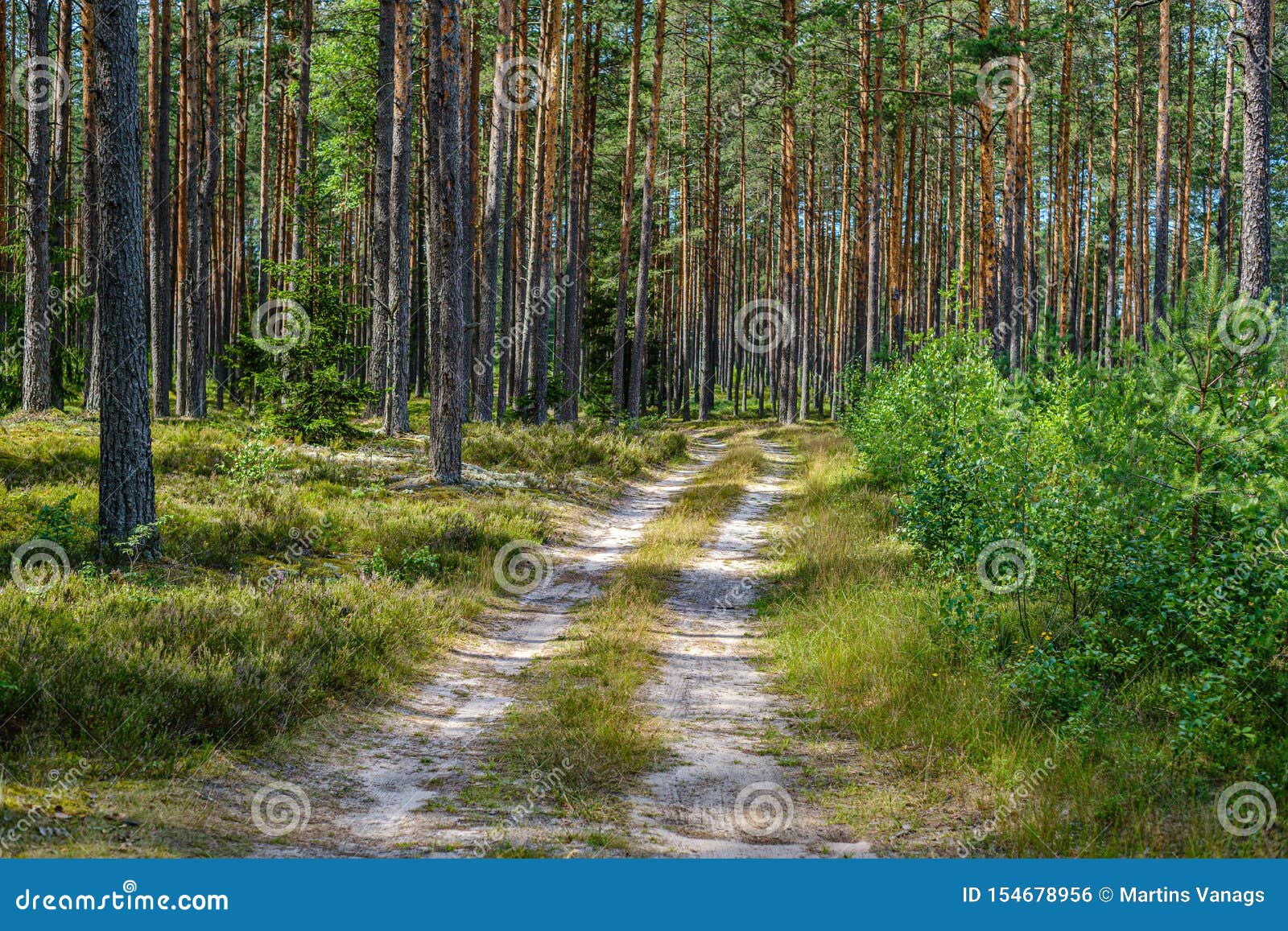 Pine Tree Forest with Tree Trunks and Gravel Road Stock Photo - Image ...