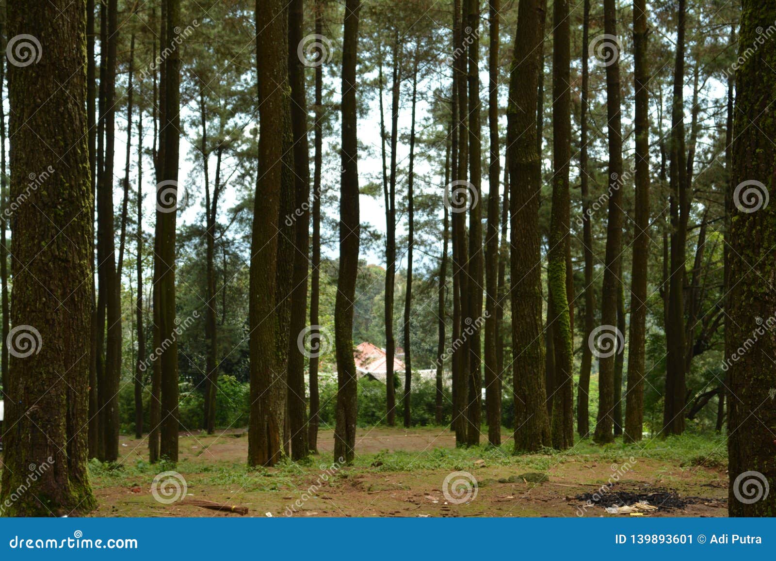 Pine Forest at Mount Ungaran Stock Image - Image of exposure, morning ...