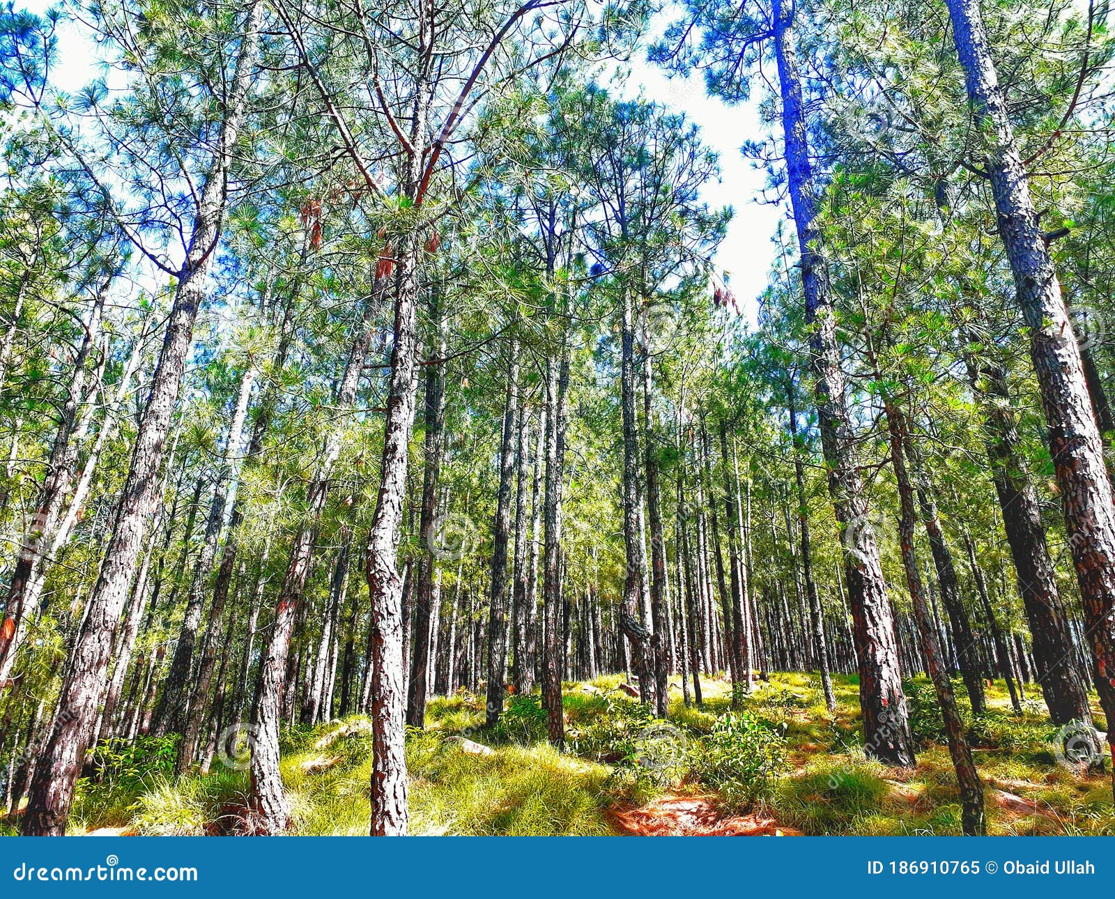 Pine Tree Forest in Valley of Kashmir Stock Image - Image of pine, tree ...