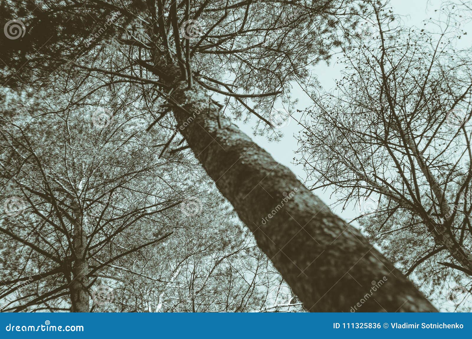 Pine tree view from below. stock photo. Image of environment - 111325836