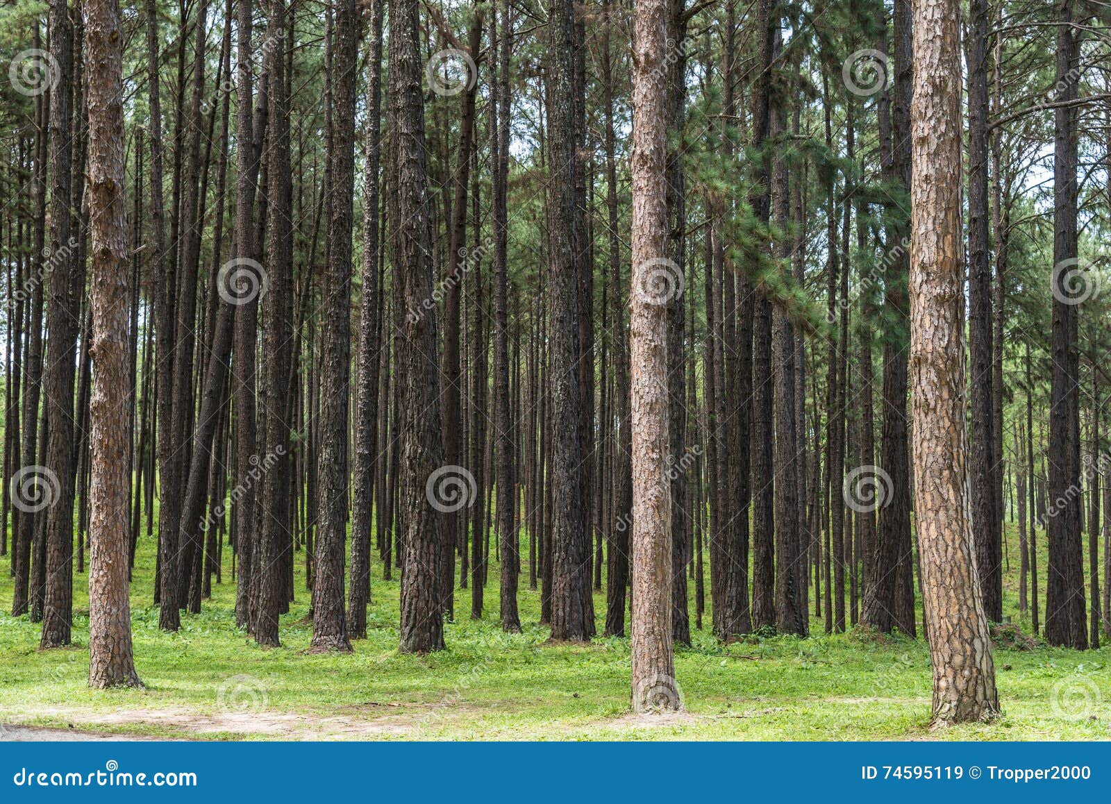 Pine tree forest. stock image. Image of plant, nature - 74595119