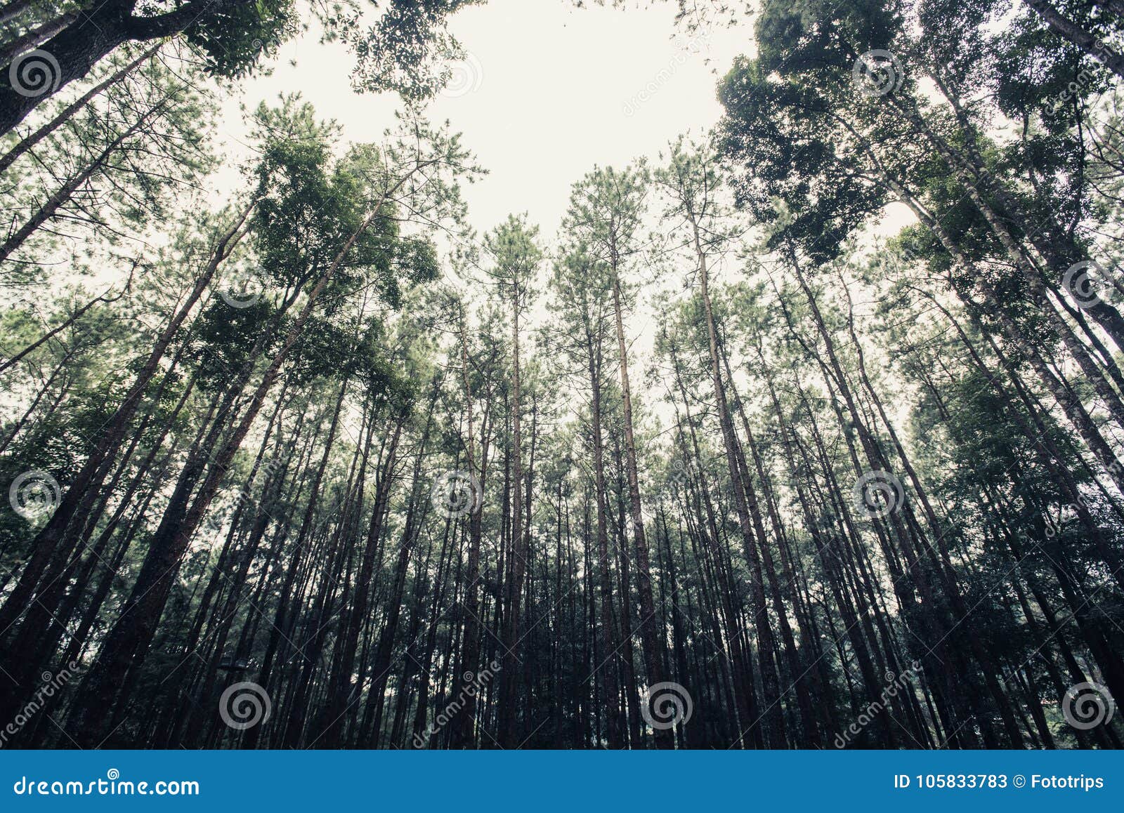 Pine Tree Forest,vintage Style Stock Image - Image of forestry ...