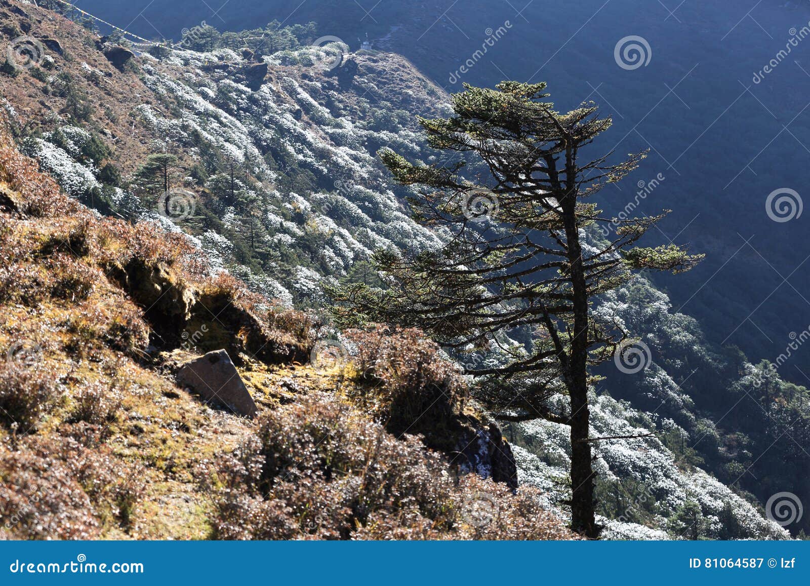 Pine Tree at the Forest on the Way To Everest Base Camp Stock Image ...